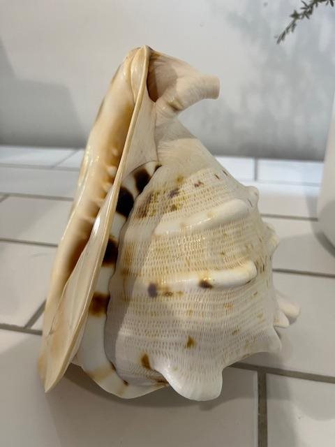 Large Pacific Conch Seashell - Orakei Objet - Antiques, Art, Furniture ...