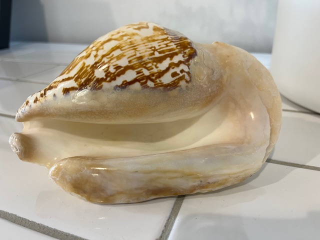 Large Conch Shell - Orakei Objet - Antiques, Art, Furniture and ...